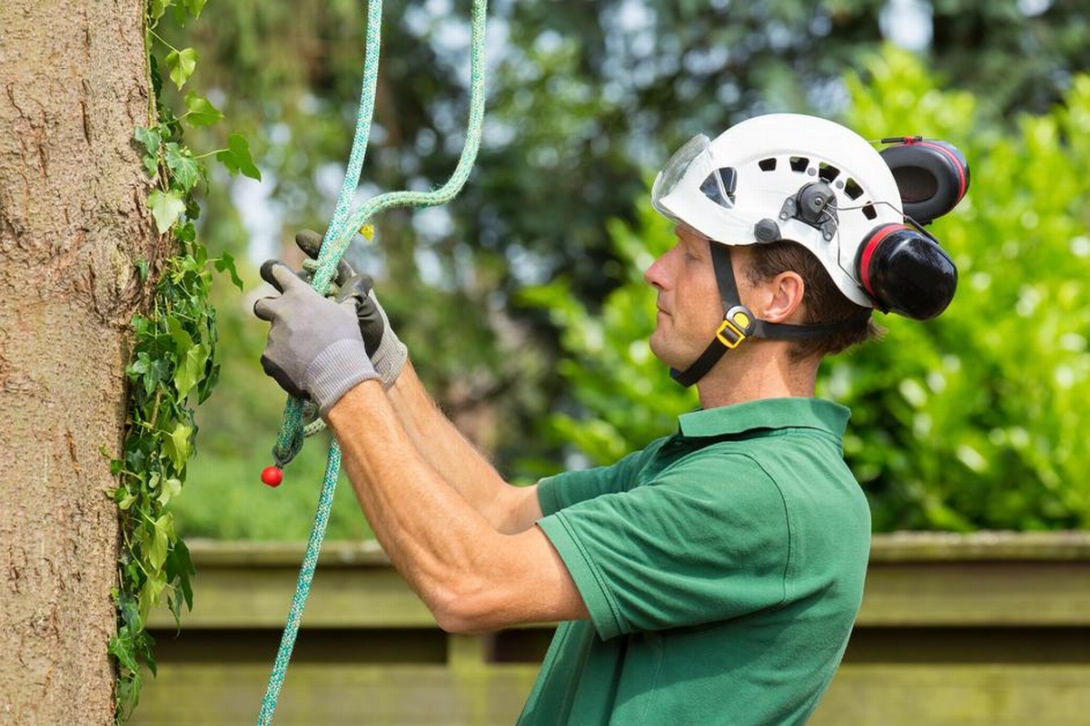The Business of Tree Care: Tips for Start-ups and Seasoned Pros