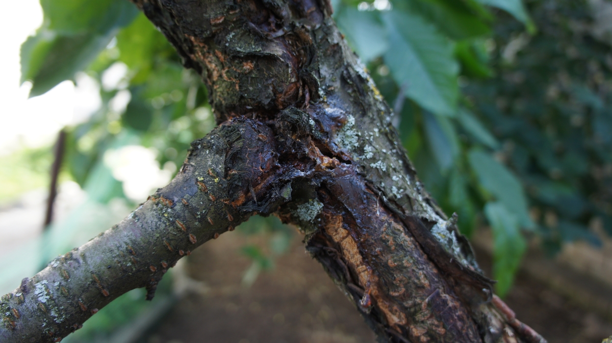 Emerging Diseases and Pests Threatening North American Trees ...