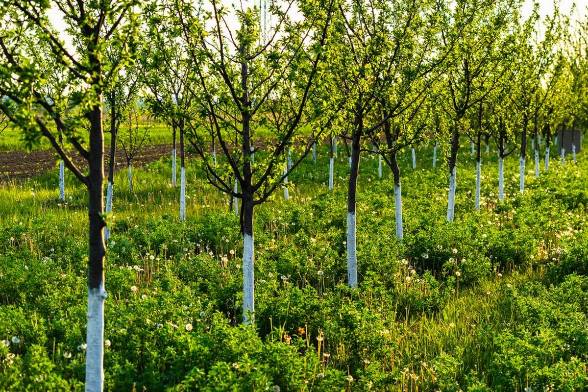 Sustainable Tree Care Practices: Enhancing Growth While Preserving ...