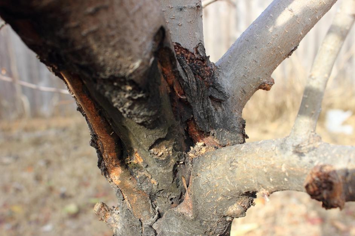 Emerging Tree Diseases: How to Identify and Combat the Top 5 Threats to ...