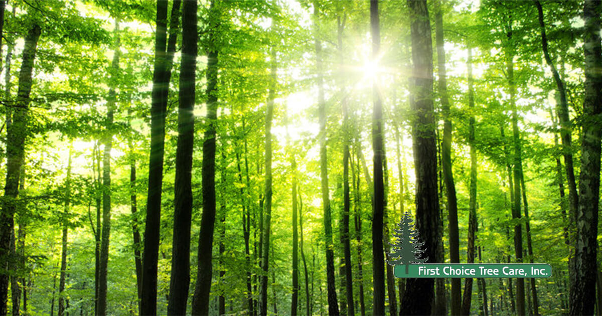 Tree Cable and Bracing Support Systems - Improve the Integrity of Your ...